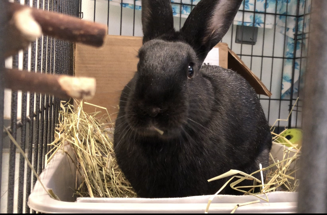 Small Animals - Midcoast Humane