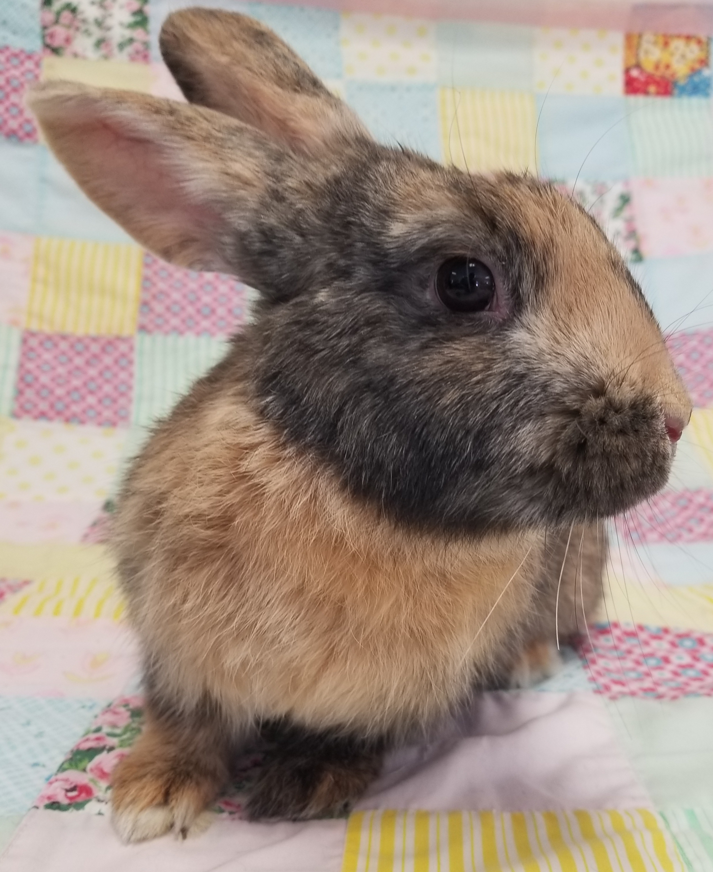 Small Animals - Midcoast Humane