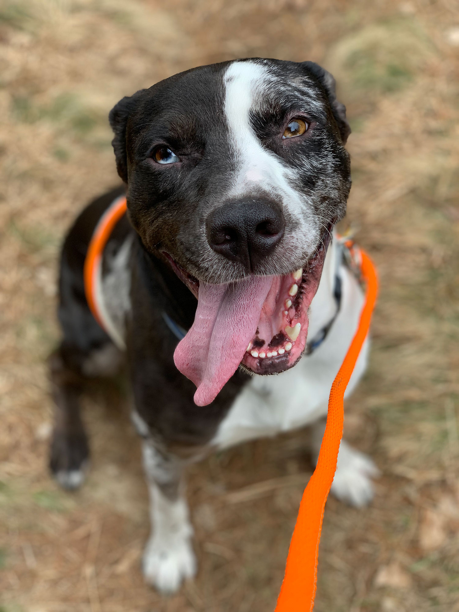 Animal Search - Midcoast Humane